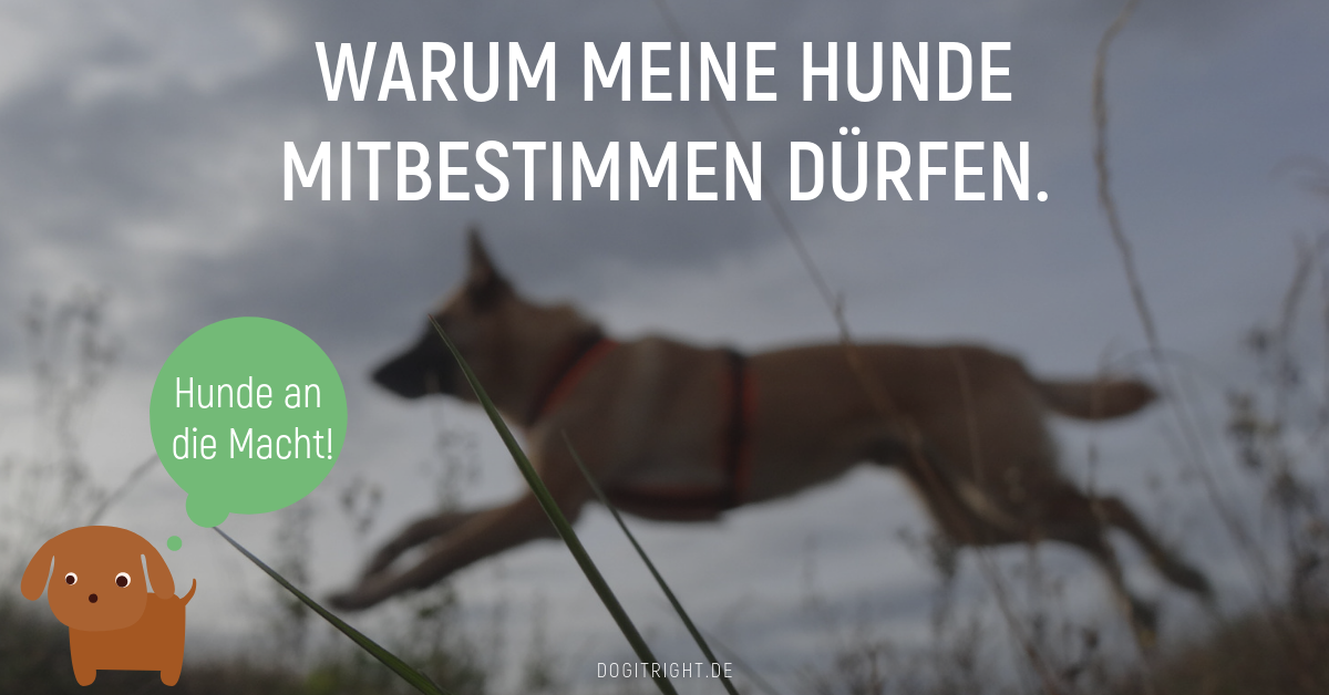 Warum mich meine Hunde gern für ihr Wohlbefinden benutzen können