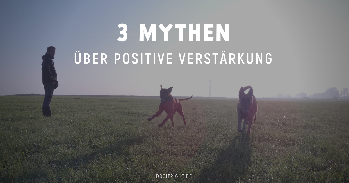 6 Gründe, warum du positive Verstärkung im Training einsetzen musst